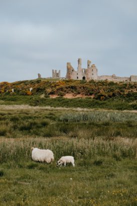 Snapshots | Dunstanburgh Castle Walk - HOPS AND SKIPS | Seeking ...