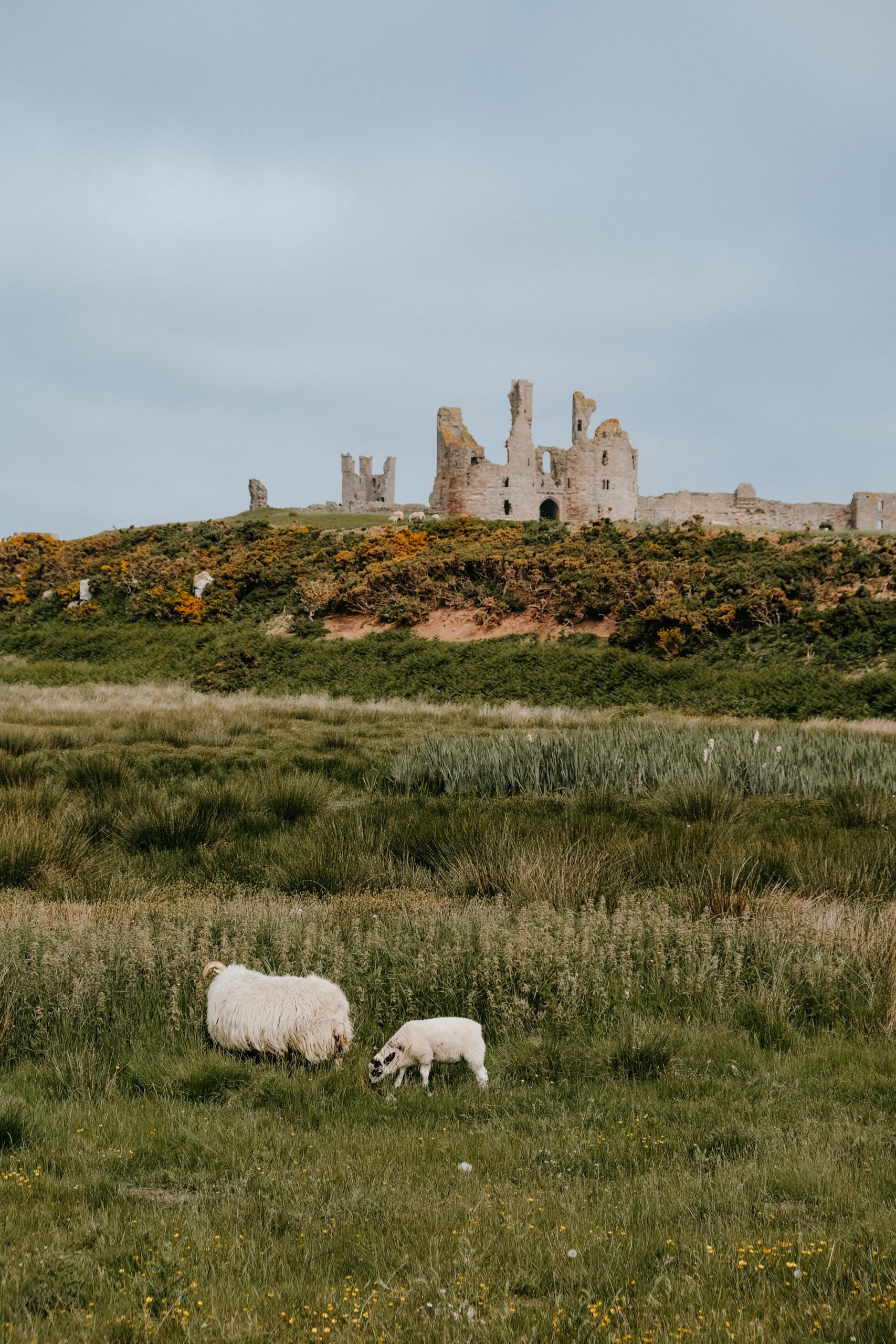 Snapshots | Dunstanburgh Castle Walk - HOPS AND SKIPS | Seeking ...