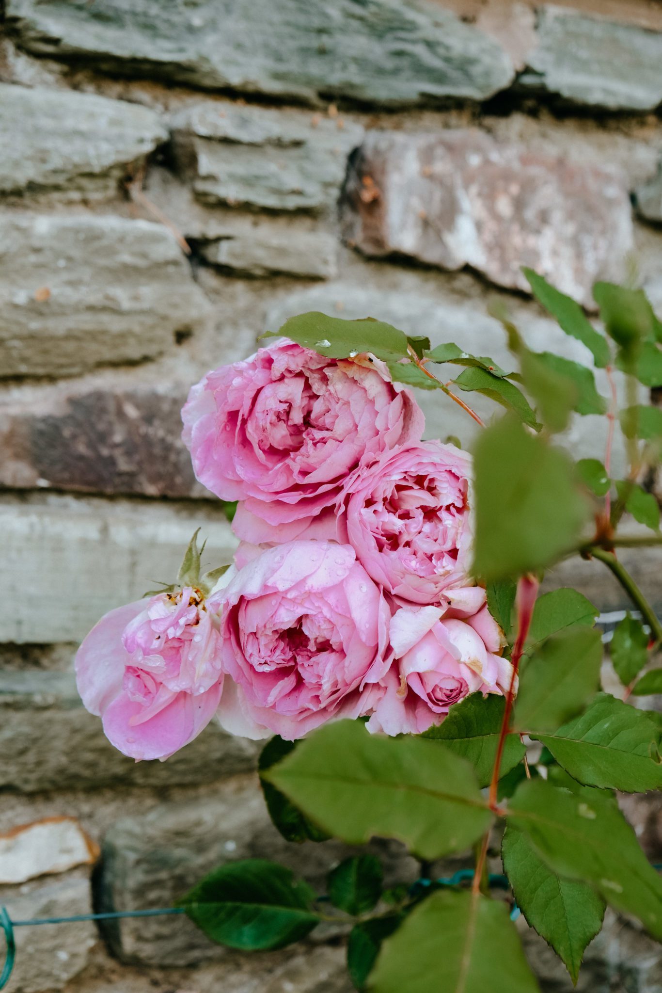 A Walking Tour of Duddingston Village, an Edinburgh Hidden Gem - HOPS ...