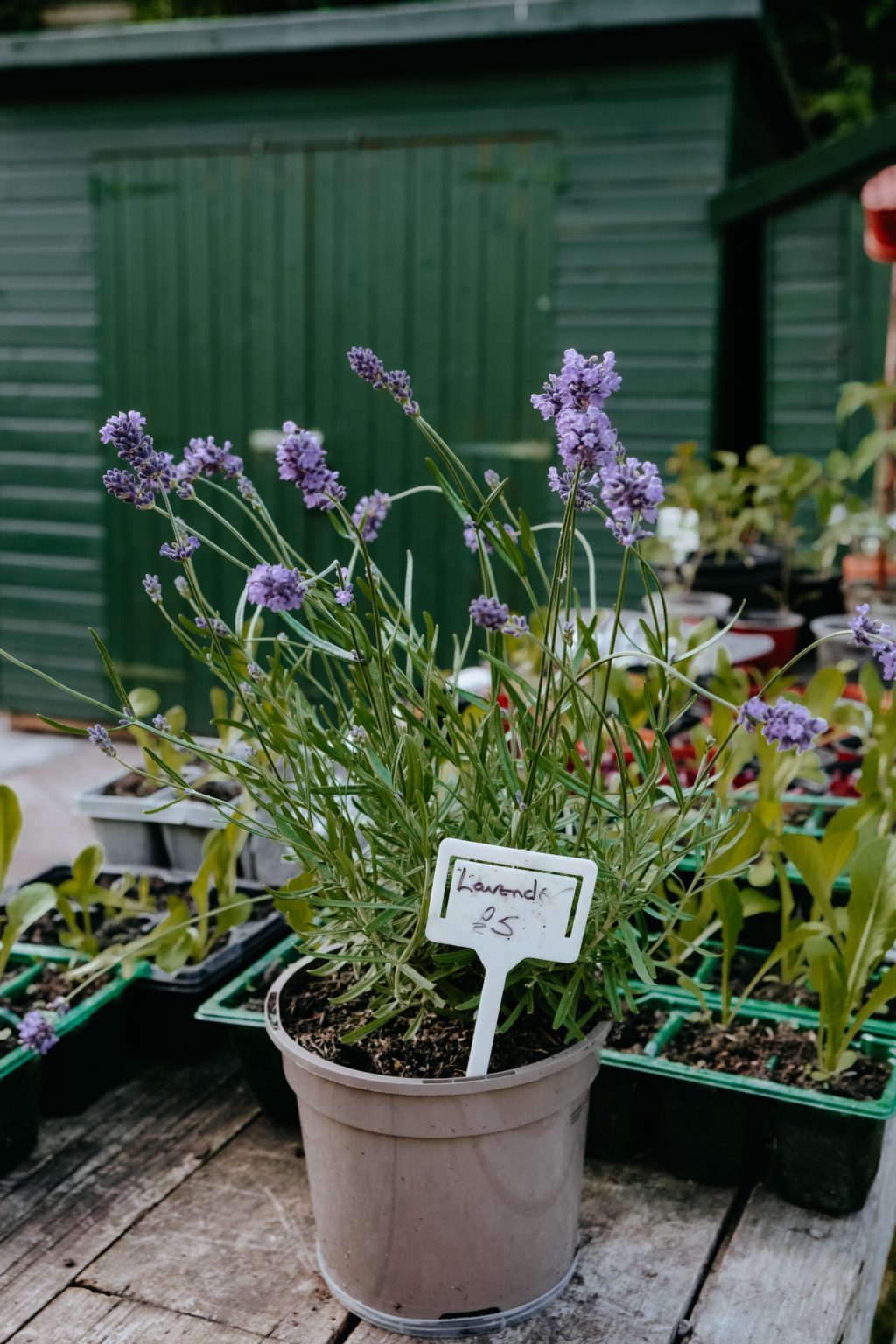 A Walking Tour of Duddingston Village, an Edinburgh Hidden Gem - HOPS ...