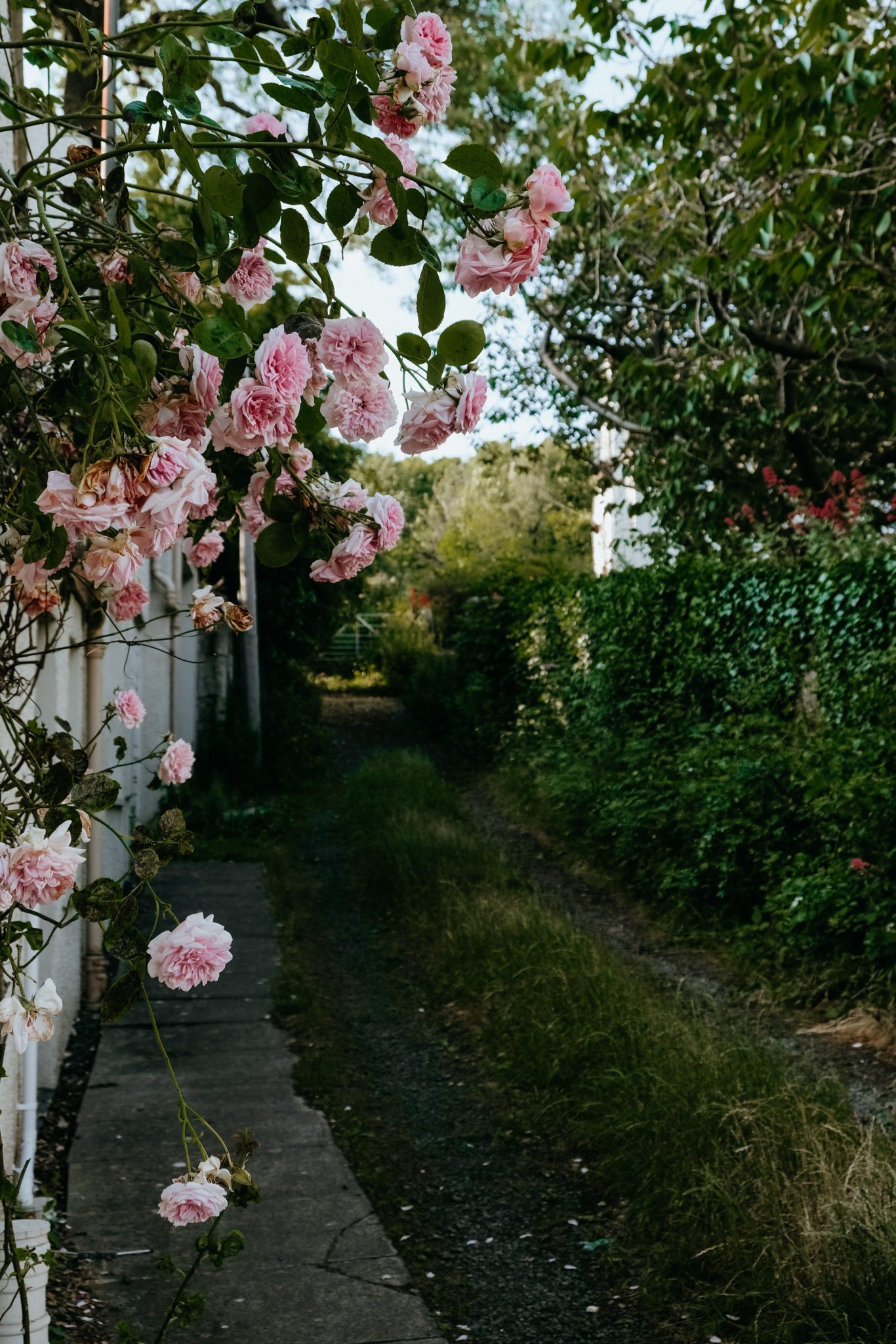 A Walking Tour of Duddingston Village, an Edinburgh Hidden Gem - HOPS ...